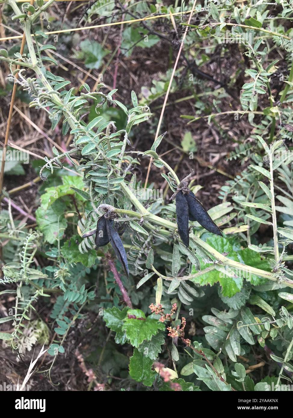 giant vetch (Vicia gigantea) Plantae Stock Photo - Alamy