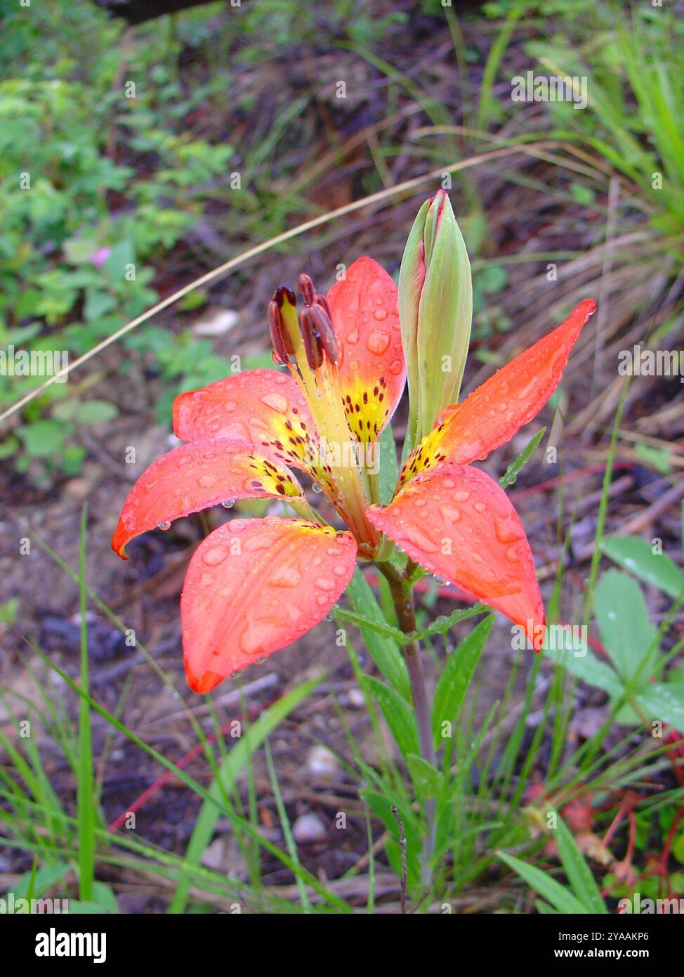 Wood Lily (Lilium philadelphicum) Plantae Stock Photo - Alamy