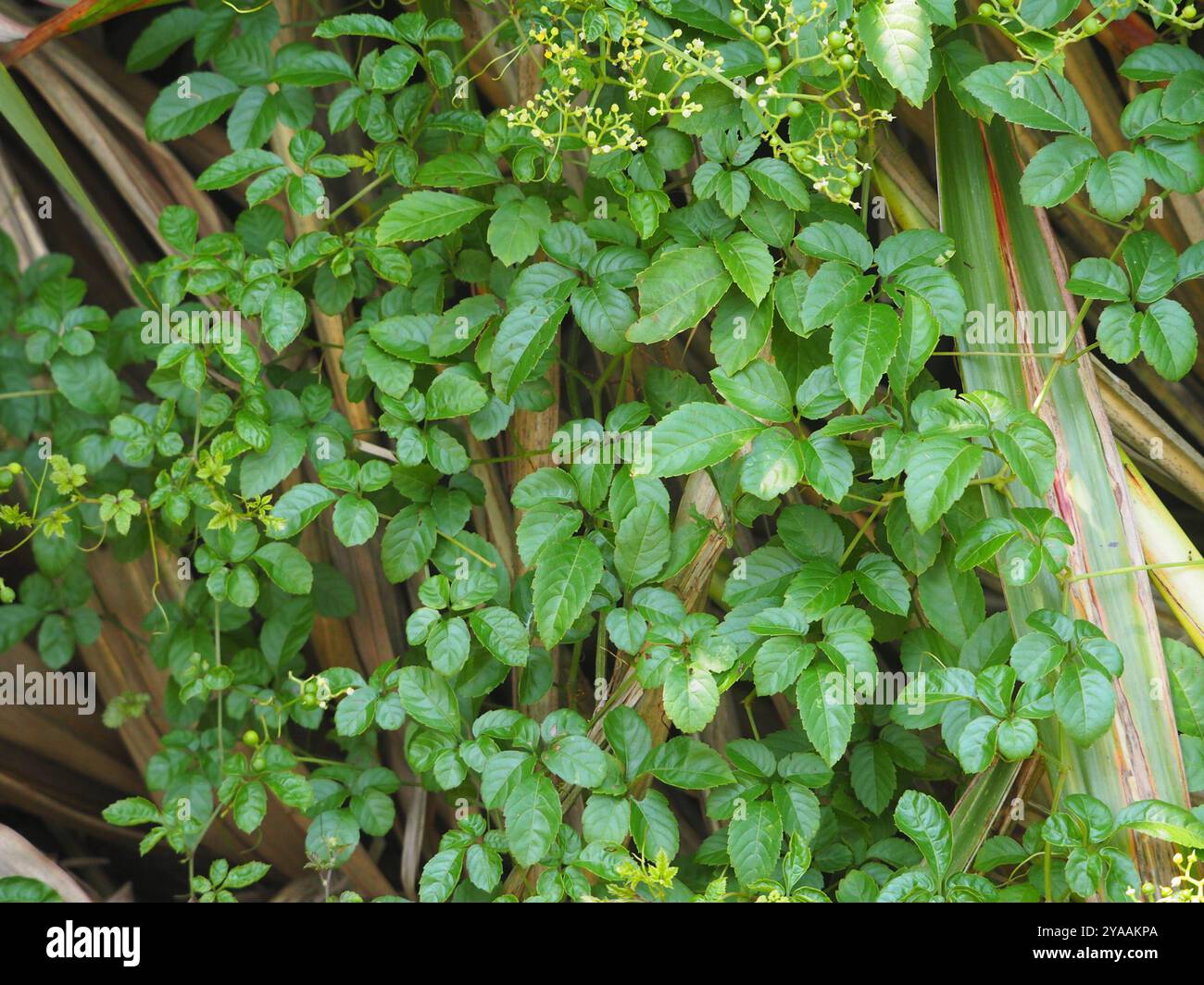 Bushkiller (Causonis japonica) Plantae Stock Photo - Alamy