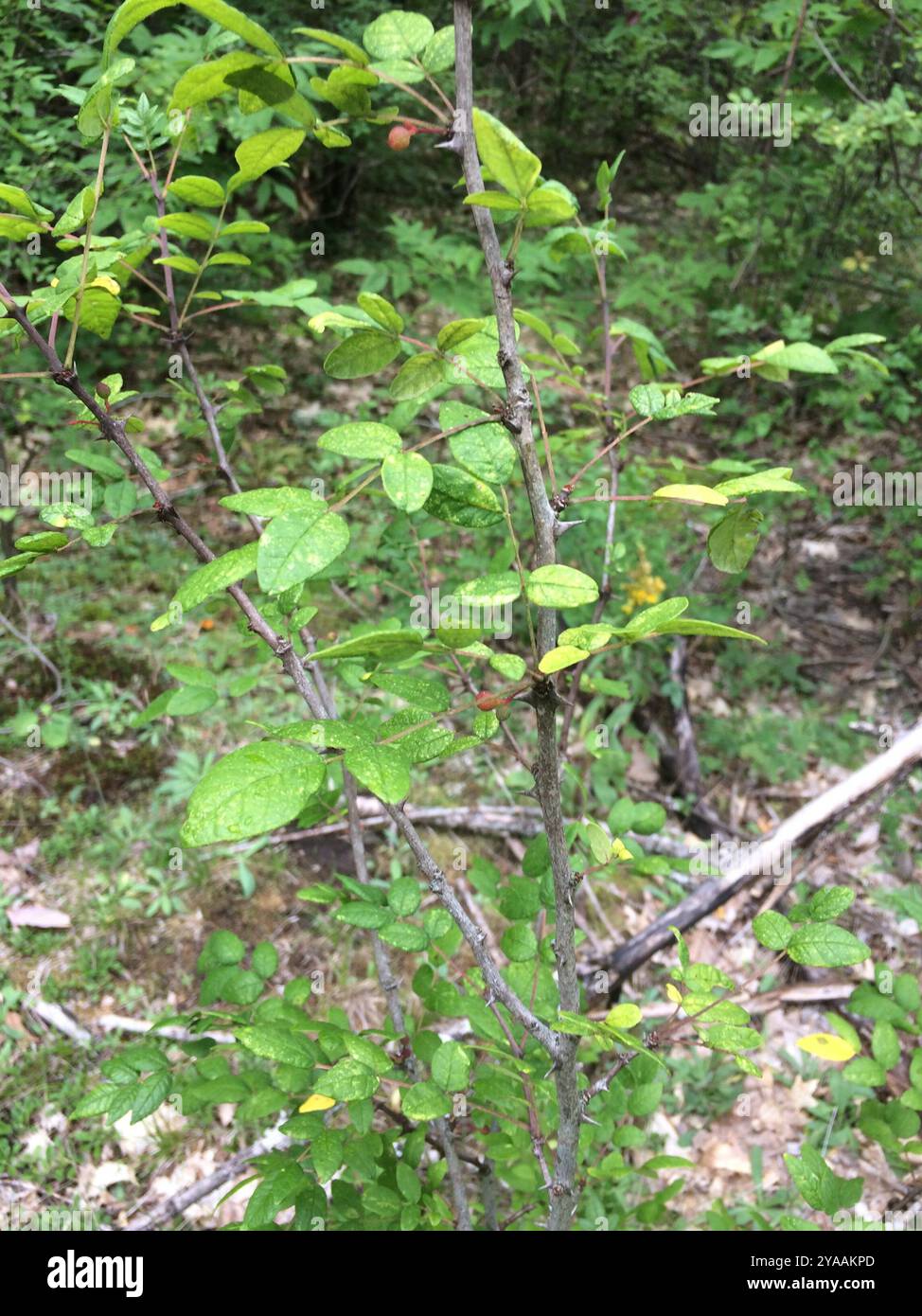 common prickly ash (Zanthoxylum americanum) Plantae Stock Photo - Alamy