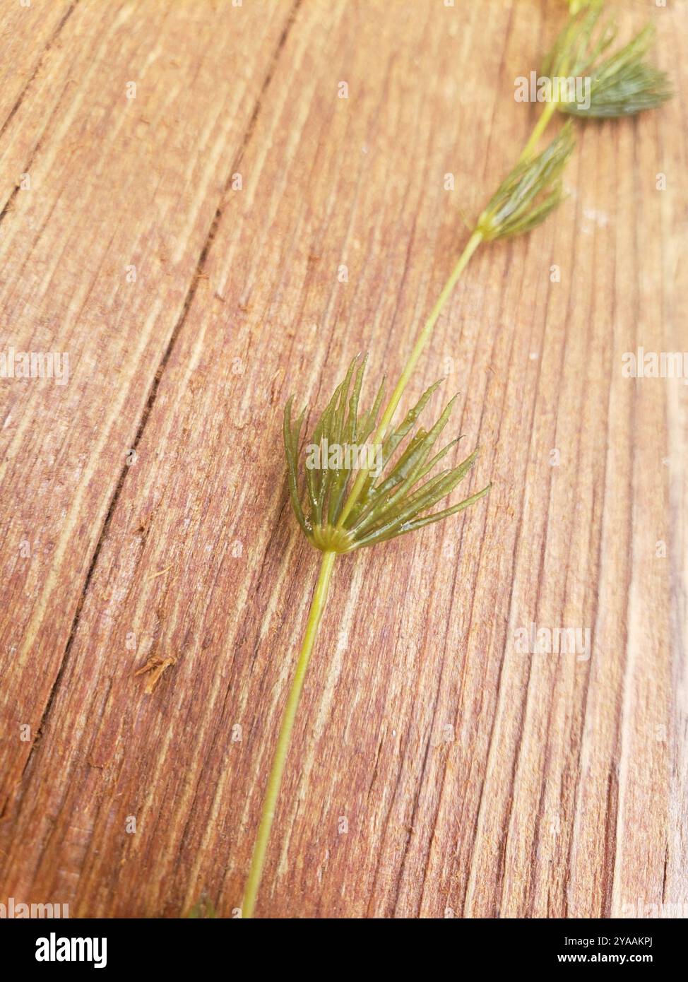 coontail (Ceratophyllum demersum) Plantae Stock Photo - Alamy