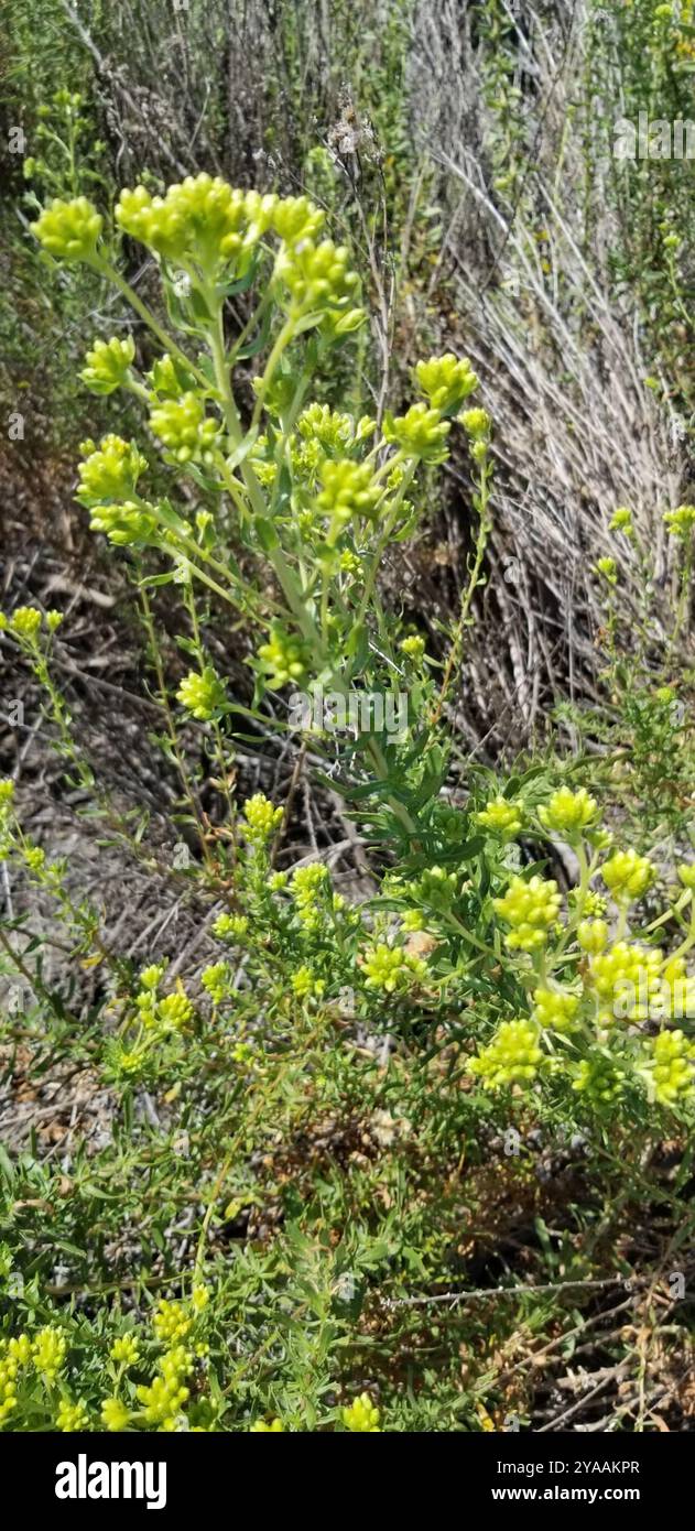 Coastal Goldenbush (Isocoma menziesii) Plantae Stock Photo - Alamy