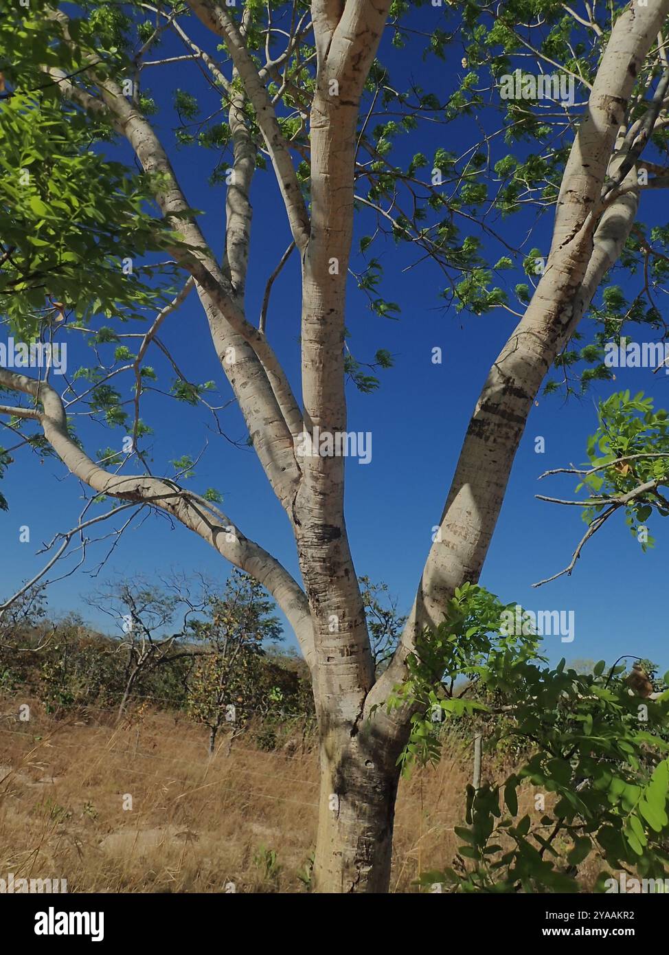 (Pterodon emarginatus) Plantae Stock Photo - Alamy