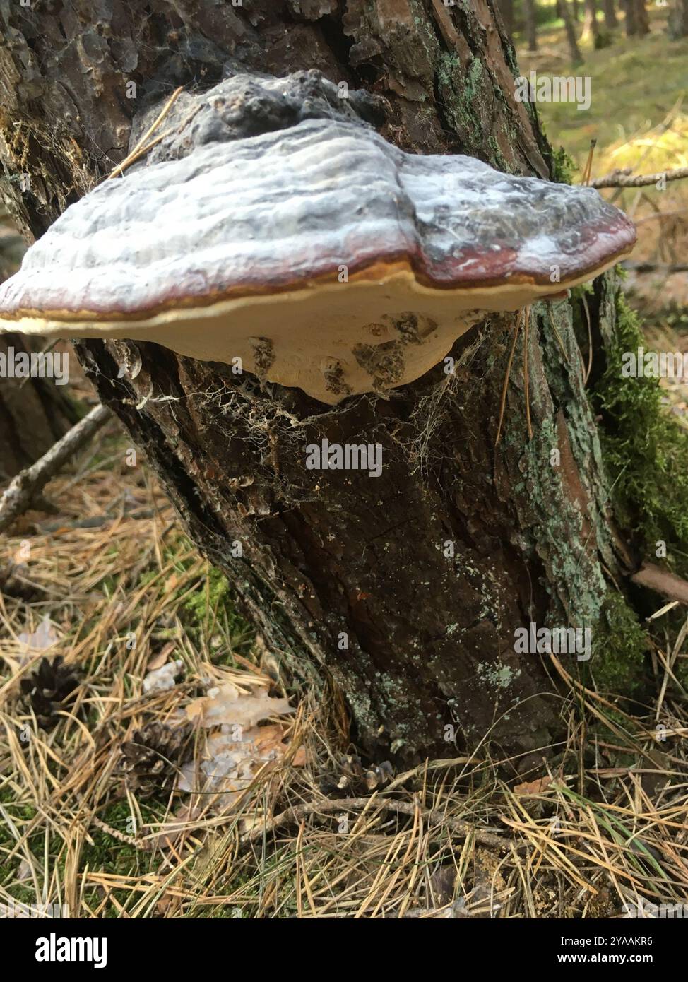 Red-banded Polypore (Fomitopsis pinicola) Fungi Stock Photo - Alamy
