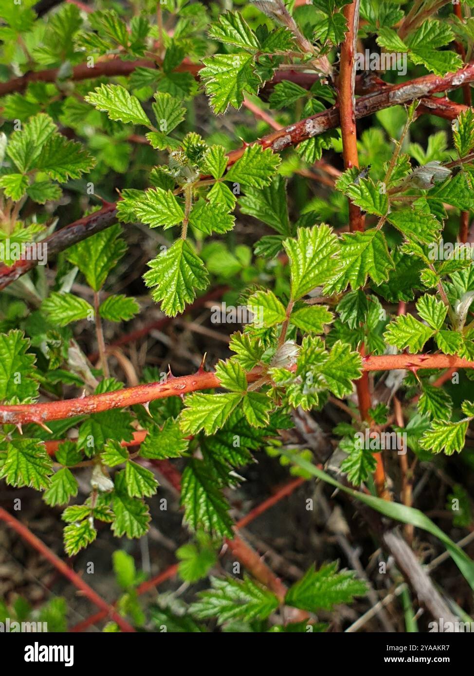 small-leaf bramble (Rubus parvifolius) Plantae Stock Photo - Alamy