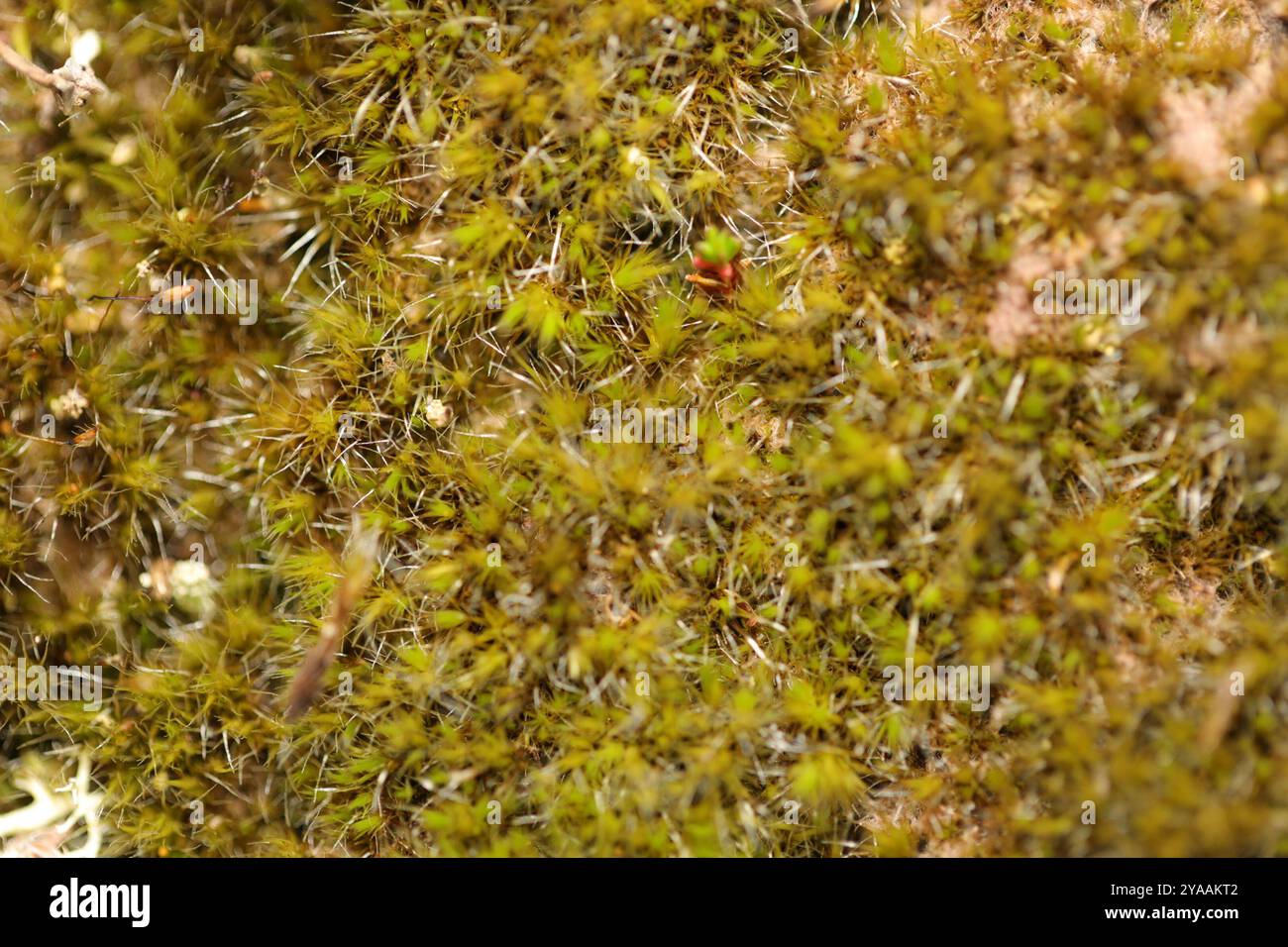 Heath Star-moss (Campylopus introflexus) Plantae Stock Photo - Alamy