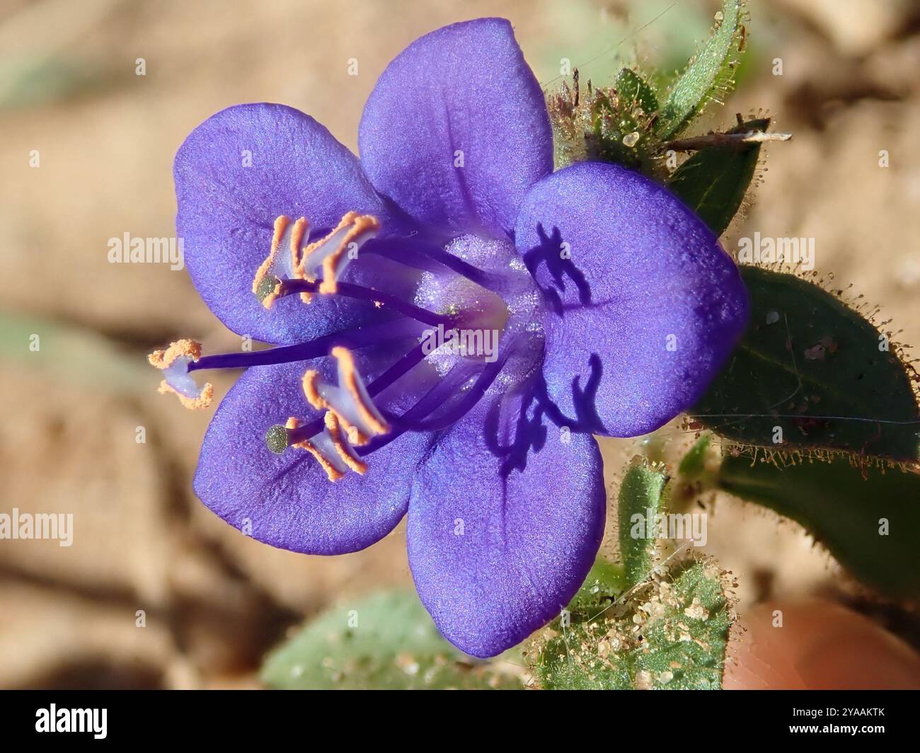 Spiny False Fiddleleaf (Hydrolea spinosa) Plantae Stock Photo - Alamy