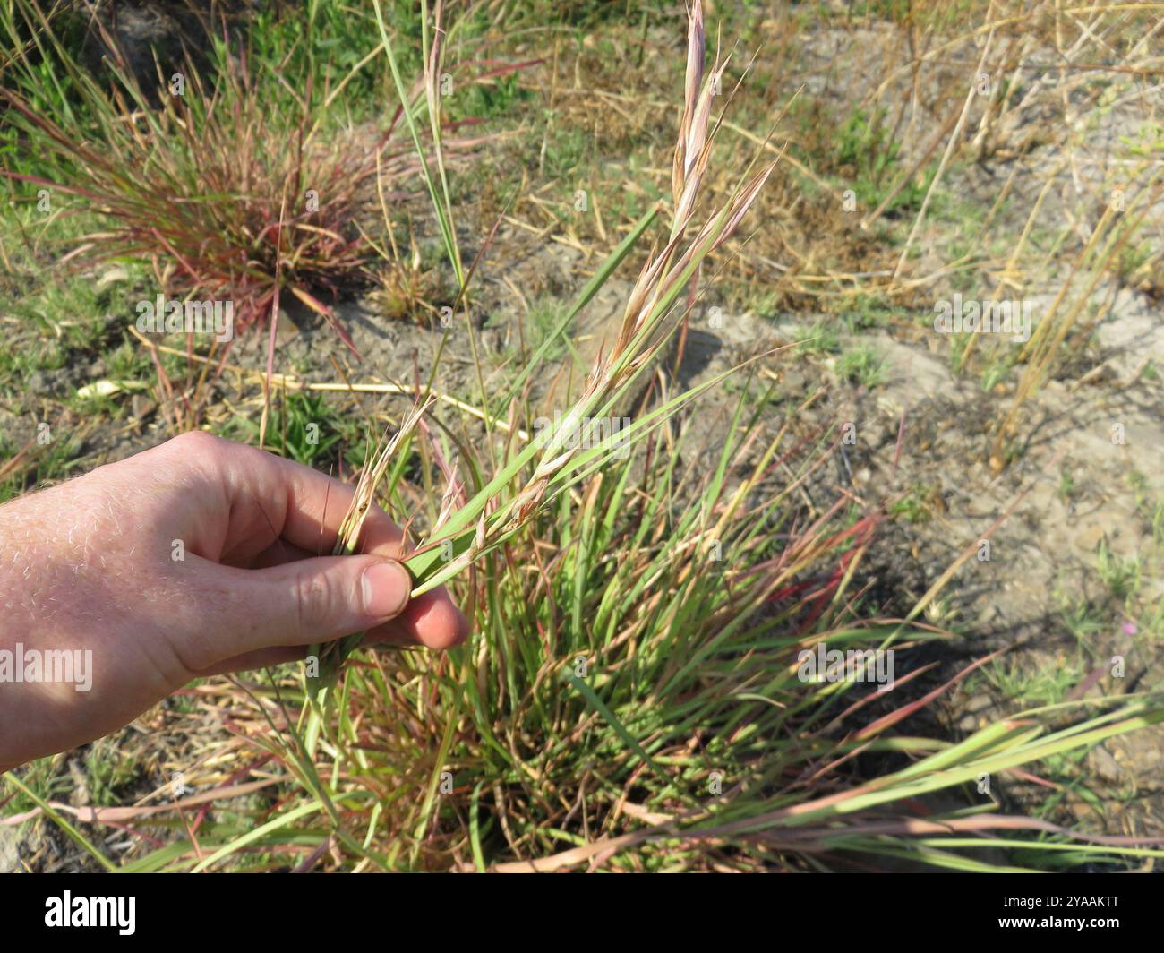 grasses, sedges, cattails, and allies (Poales) Plantae Stock Photo - Alamy