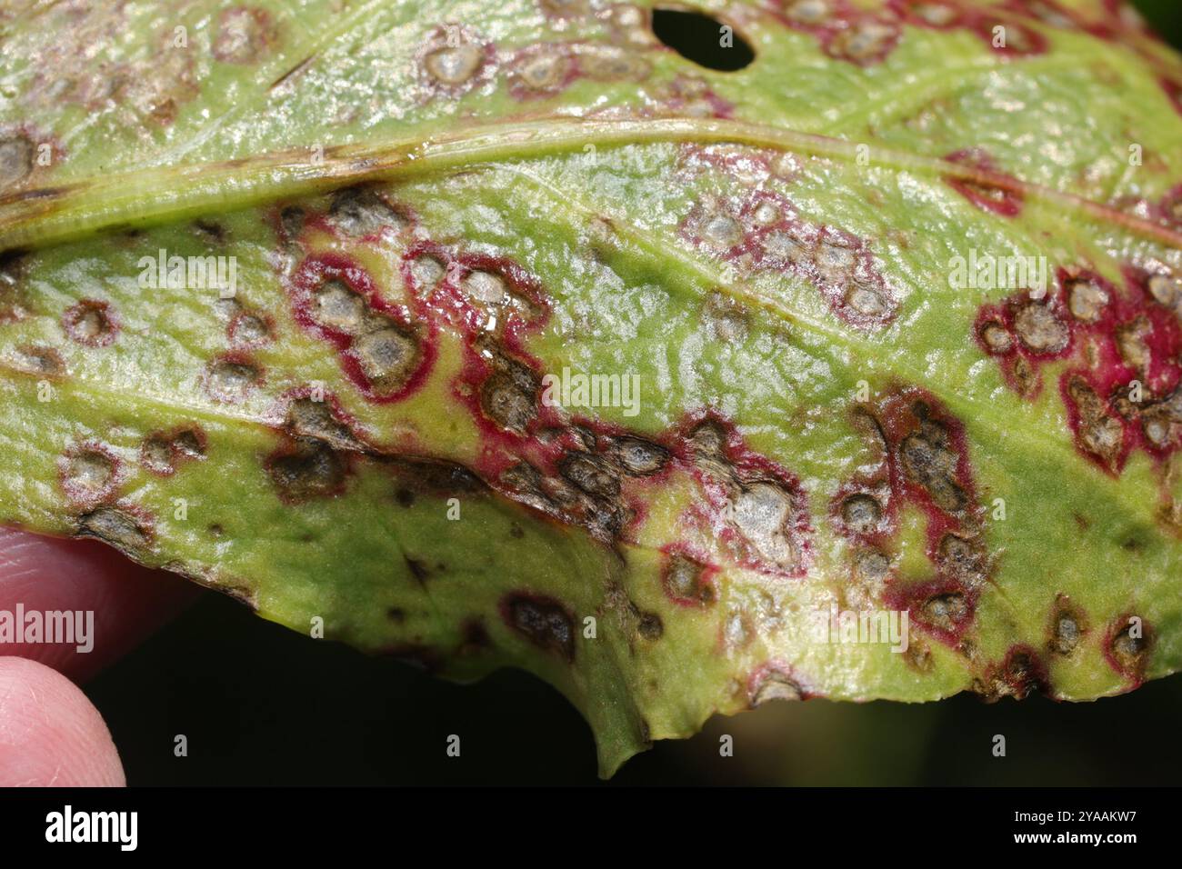 Mycosphaerellaceae hi-res stock photography and images - Alamy