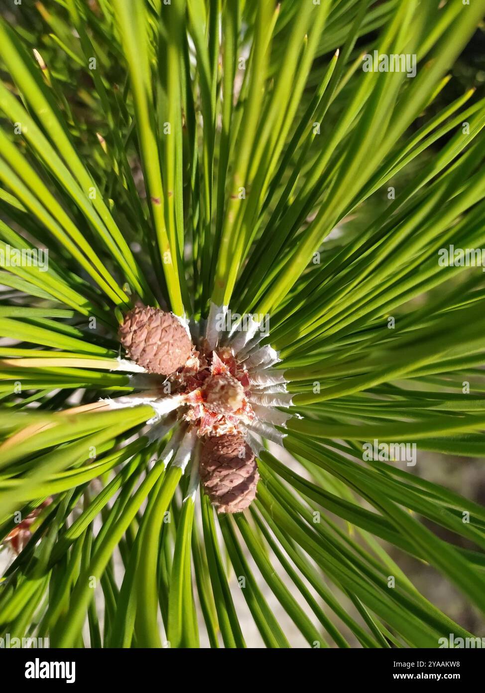 Crimean Pine (Pinus nigra pallasiana) Plantae Stock Photo - Alamy