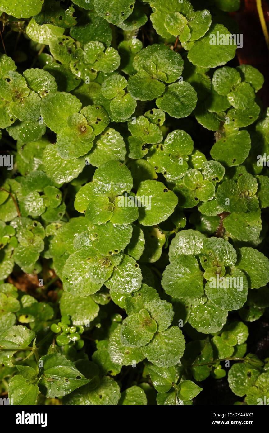 Opposite-leaved Golden-saxifrage (Chrysosplenium oppositifolium ...