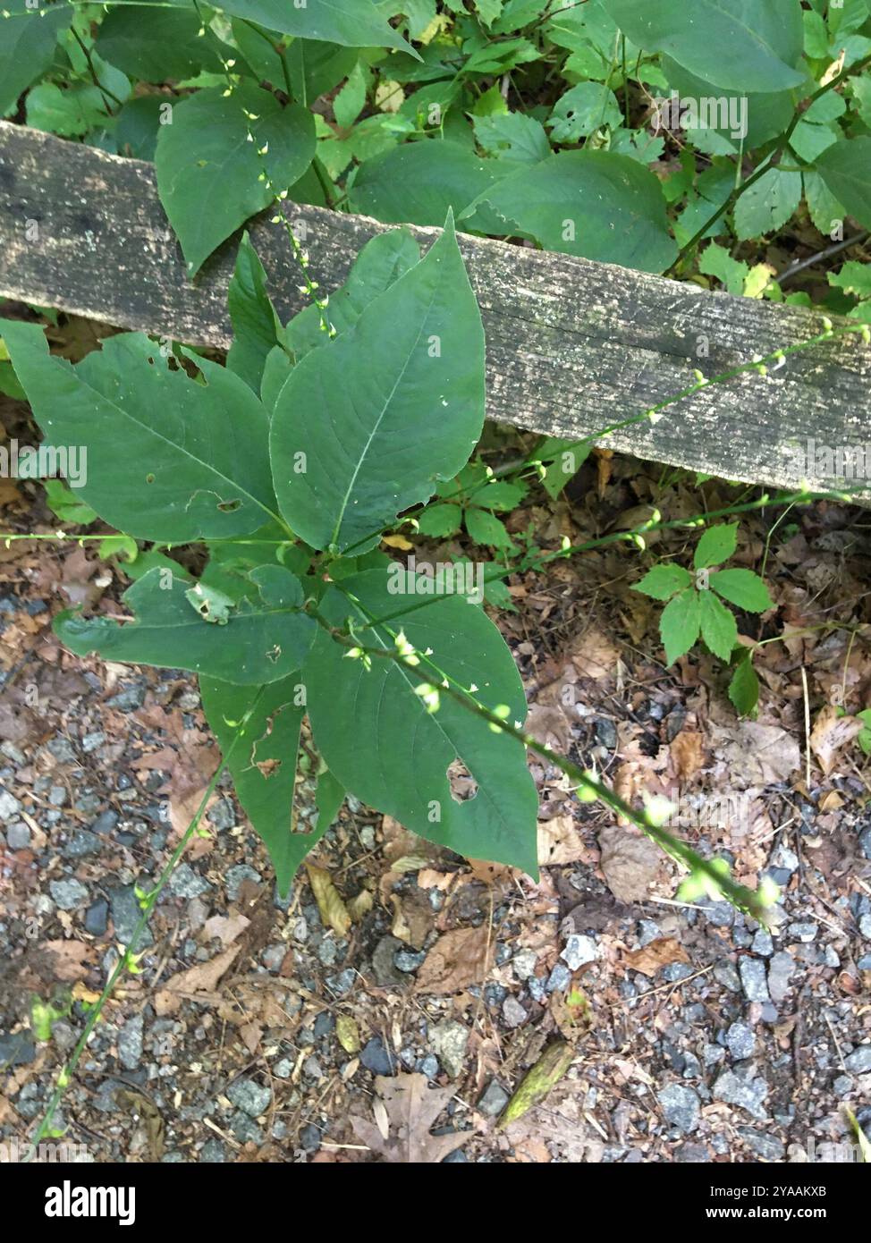American jumpseed (Persicaria virginiana) Plantae Stock Photo - Alamy
