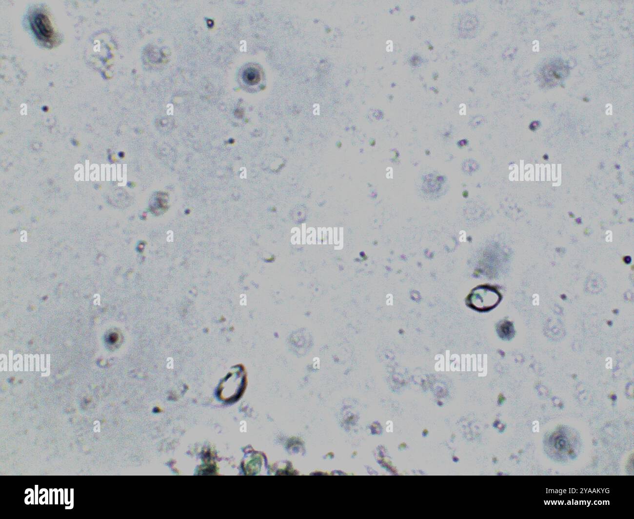 Snapping Bonnet (Mycena vitilis) Fungi Stock Photo - Alamy