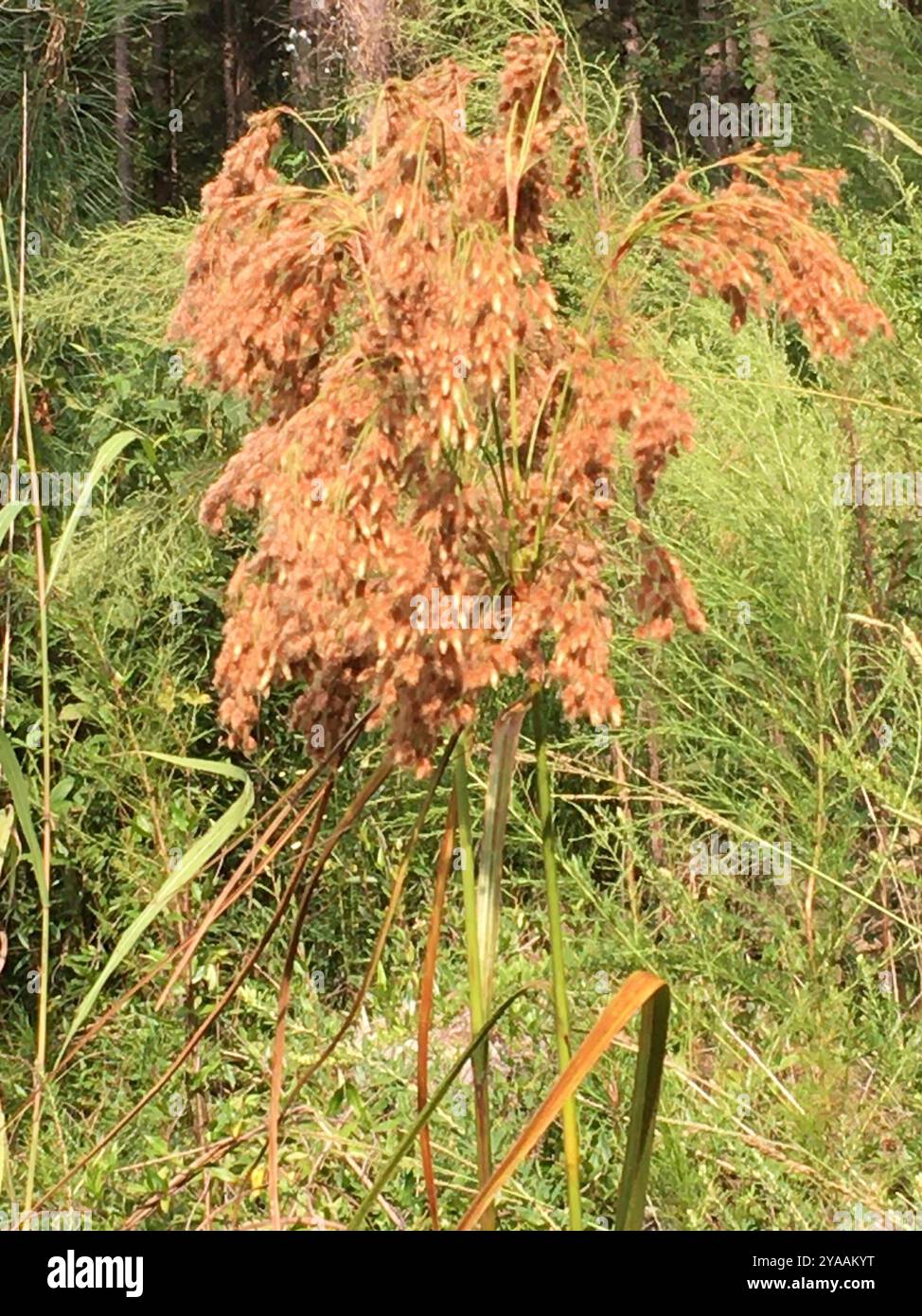 woolgrass (Scirpus cyperinus) Plantae Stock Photo - Alamy