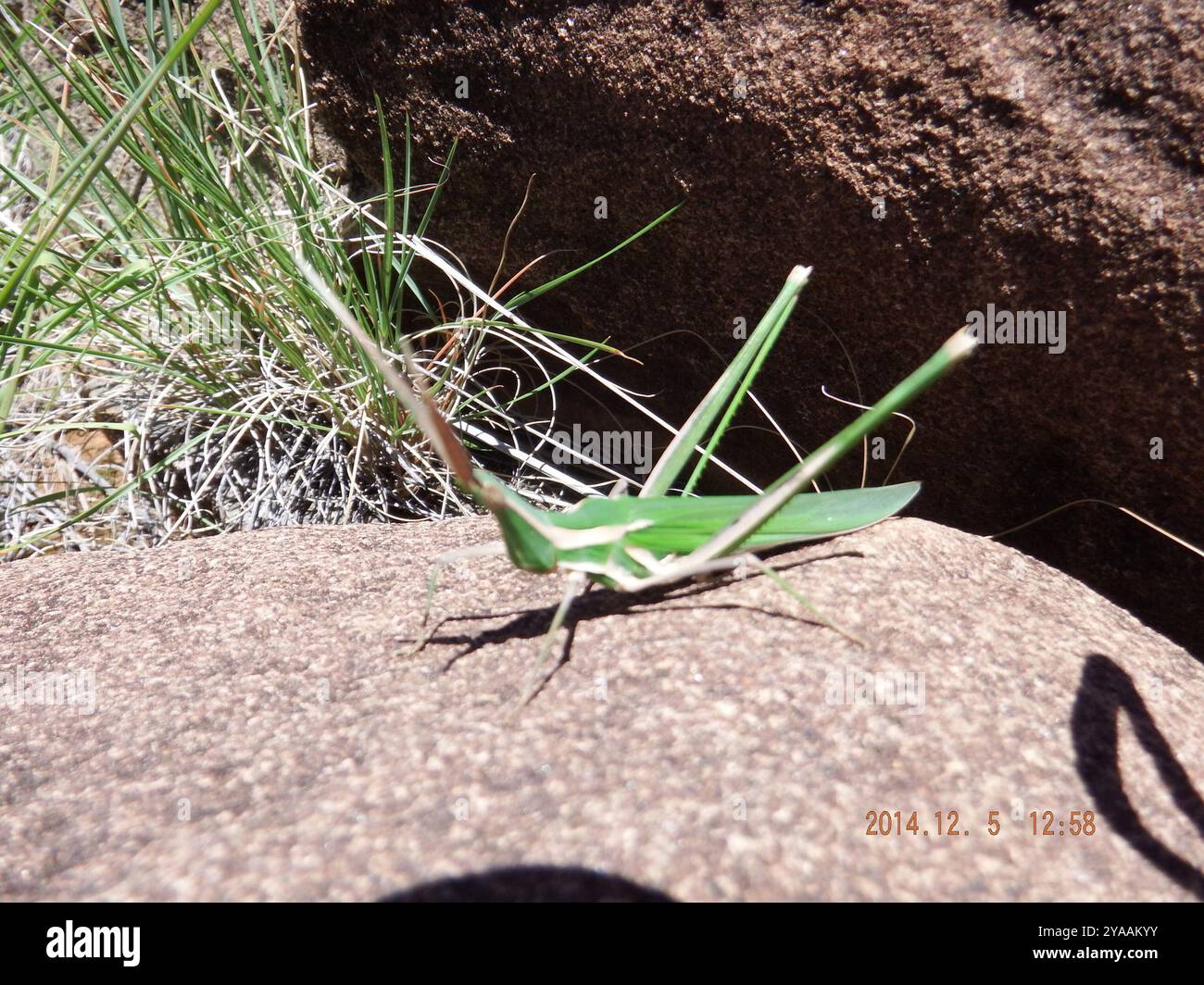 Silent Slant-faced Grasshoppers (Acridinae) Insecta Stock Photo - Alamy