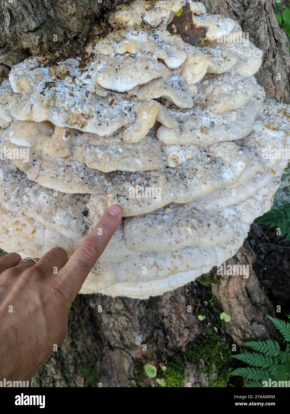 Northern Tooth (Climacodon septentrionalis) Fungi Stock Photo - Alamy