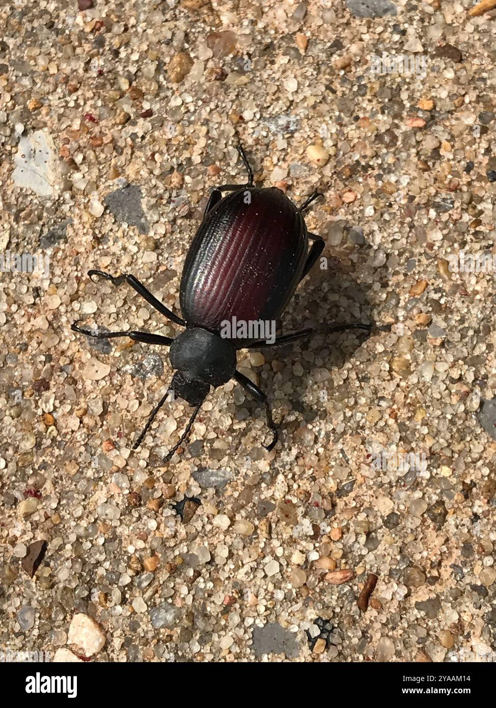 Rough-lipped Darkling Beetle (Eleodes hispilabris) Insecta Stock Photo ...