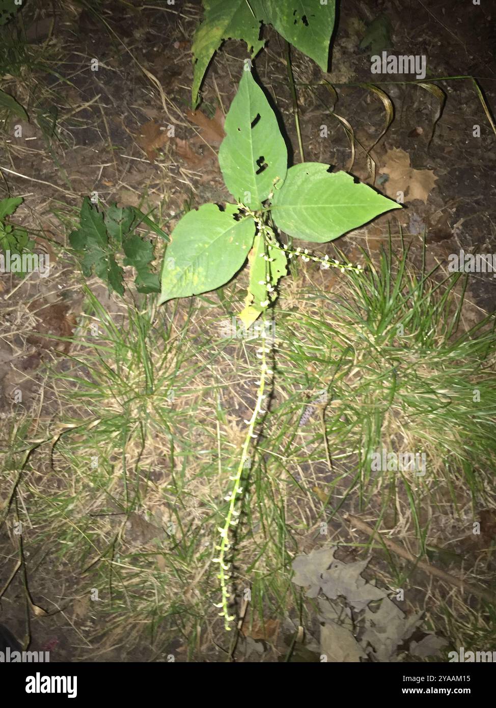 American jumpseed (Persicaria virginiana) Plantae Stock Photo - Alamy
