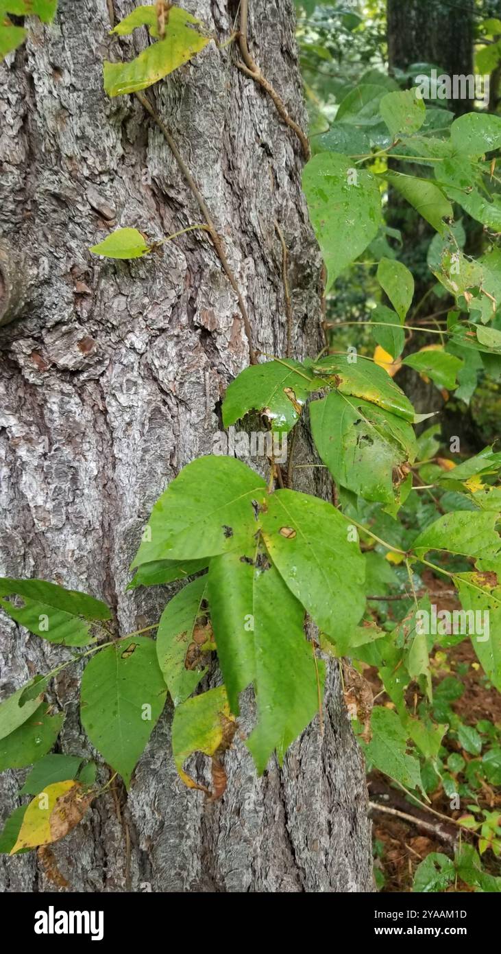 eastern poison ivy (Toxicodendron radicans) Plantae Stock Photo - Alamy