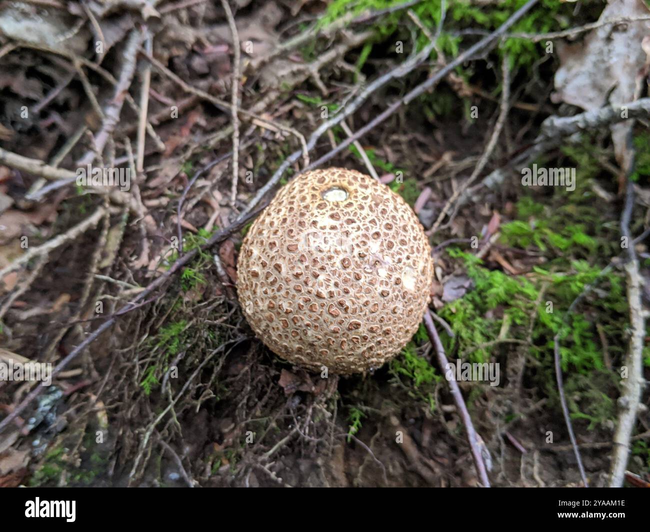common earthball (Scleroderma citrinum) Fungi Stock Photo - Alamy