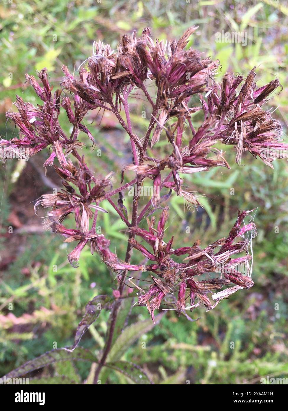 Hollow Joe-Pye Weed (Eutrochium fistulosum) Plantae Stock Photo - Alamy