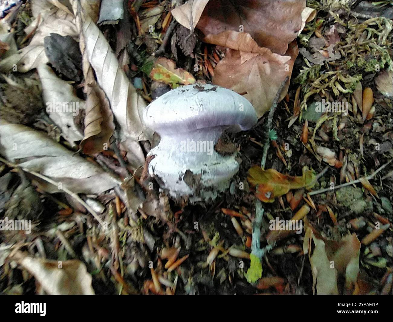 Webcaps (Cortinarius) Fungi Stock Photo - Alamy