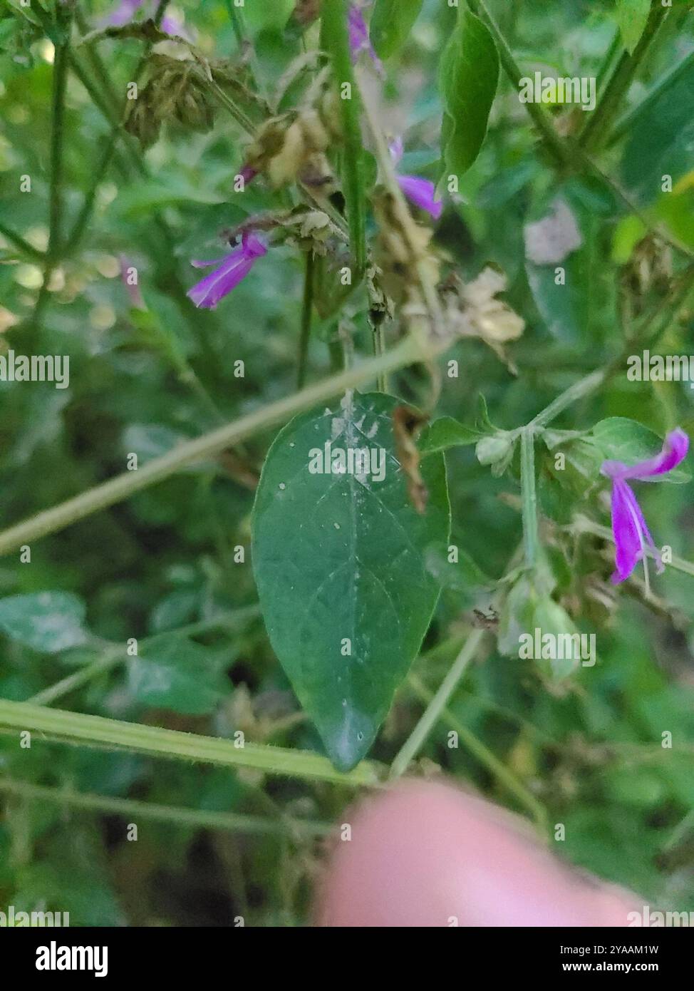 Branched Foldwing (Dicliptera brachiata) Plantae Stock Photo - Alamy