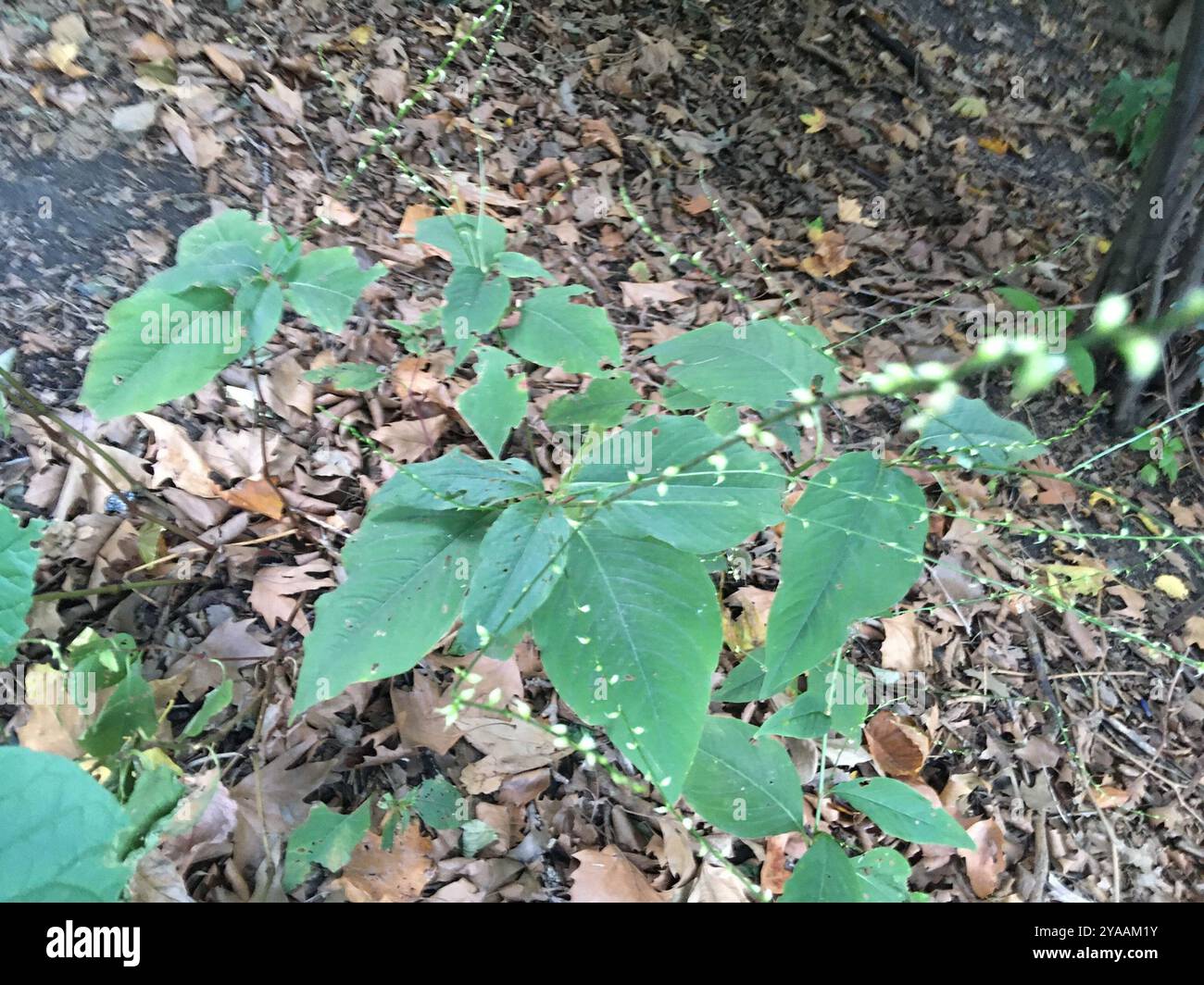 American jumpseed (Persicaria virginiana) Plantae Stock Photo - Alamy
