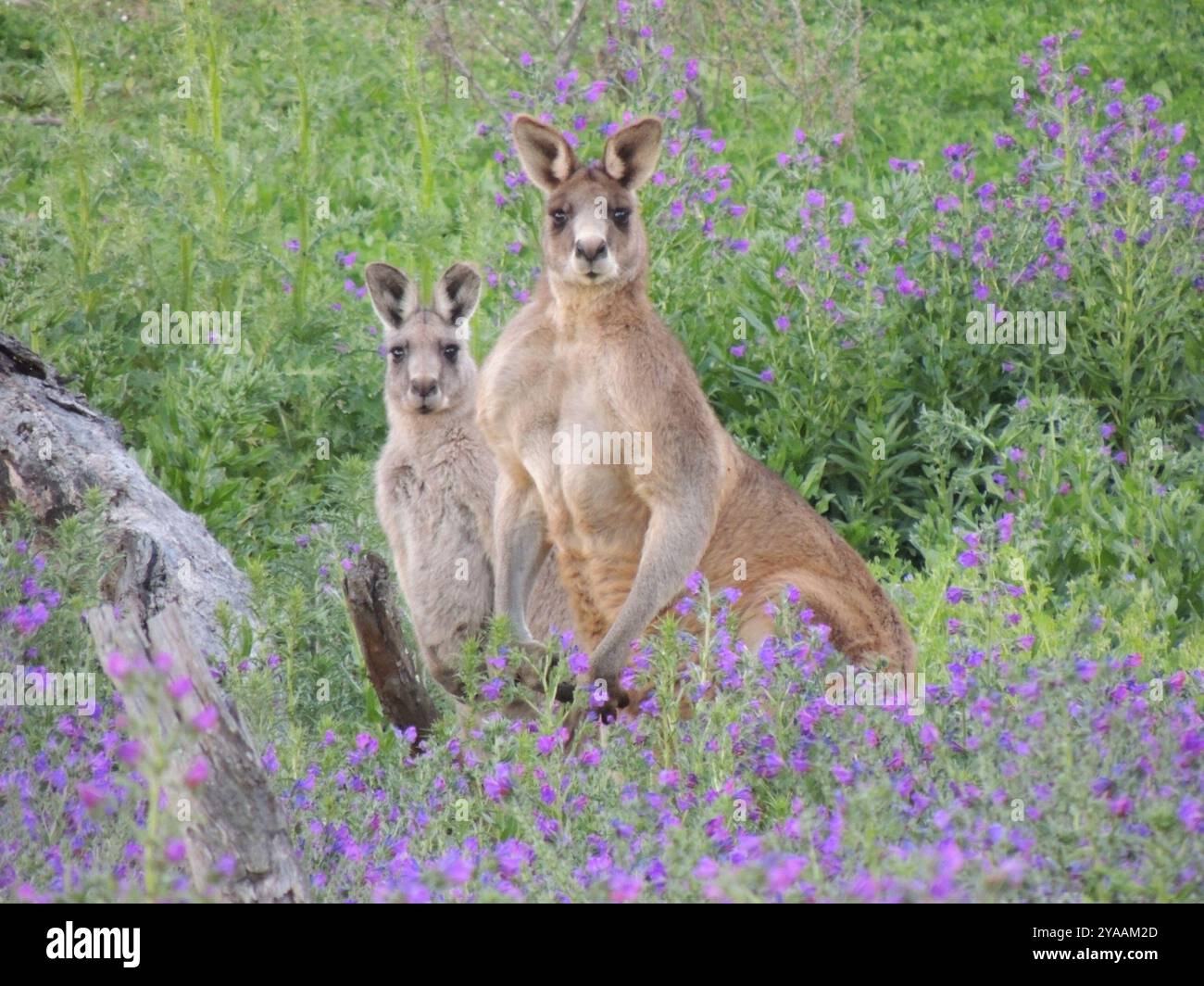 Eastern Grey Kangaroo (Macropus giganteus) Mammalia Stock Photo - Alamy
