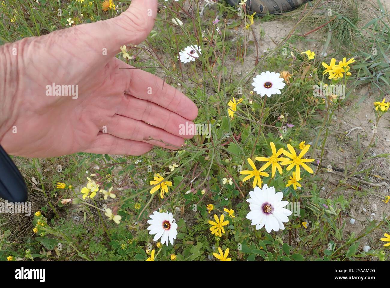 Saharan Mustard (Brassica tournefortii) Plantae Stock Photo - Alamy