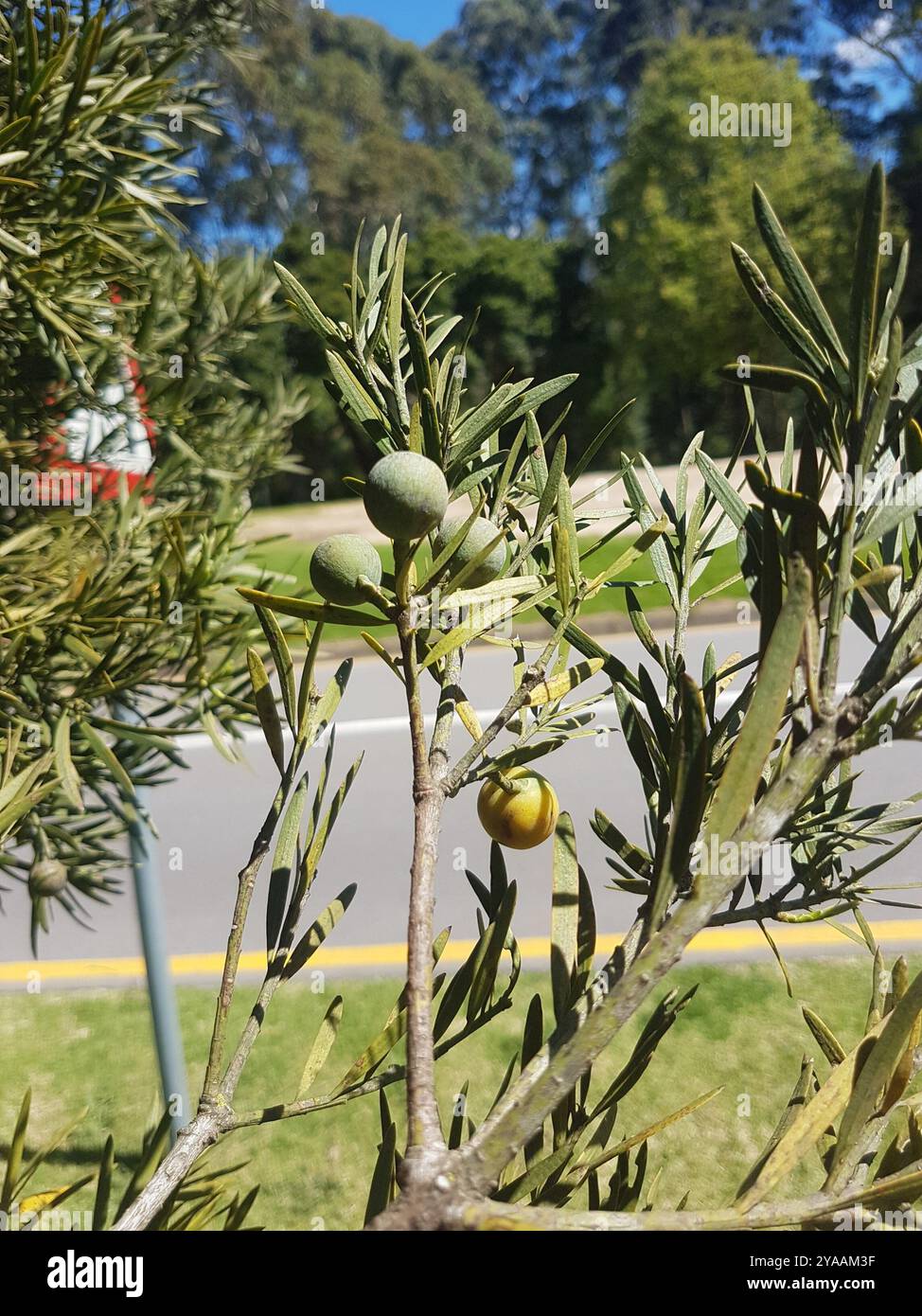 Outeniqua Yellowwood (Afrocarpus falcatus) Plantae Stock Photo - Alamy