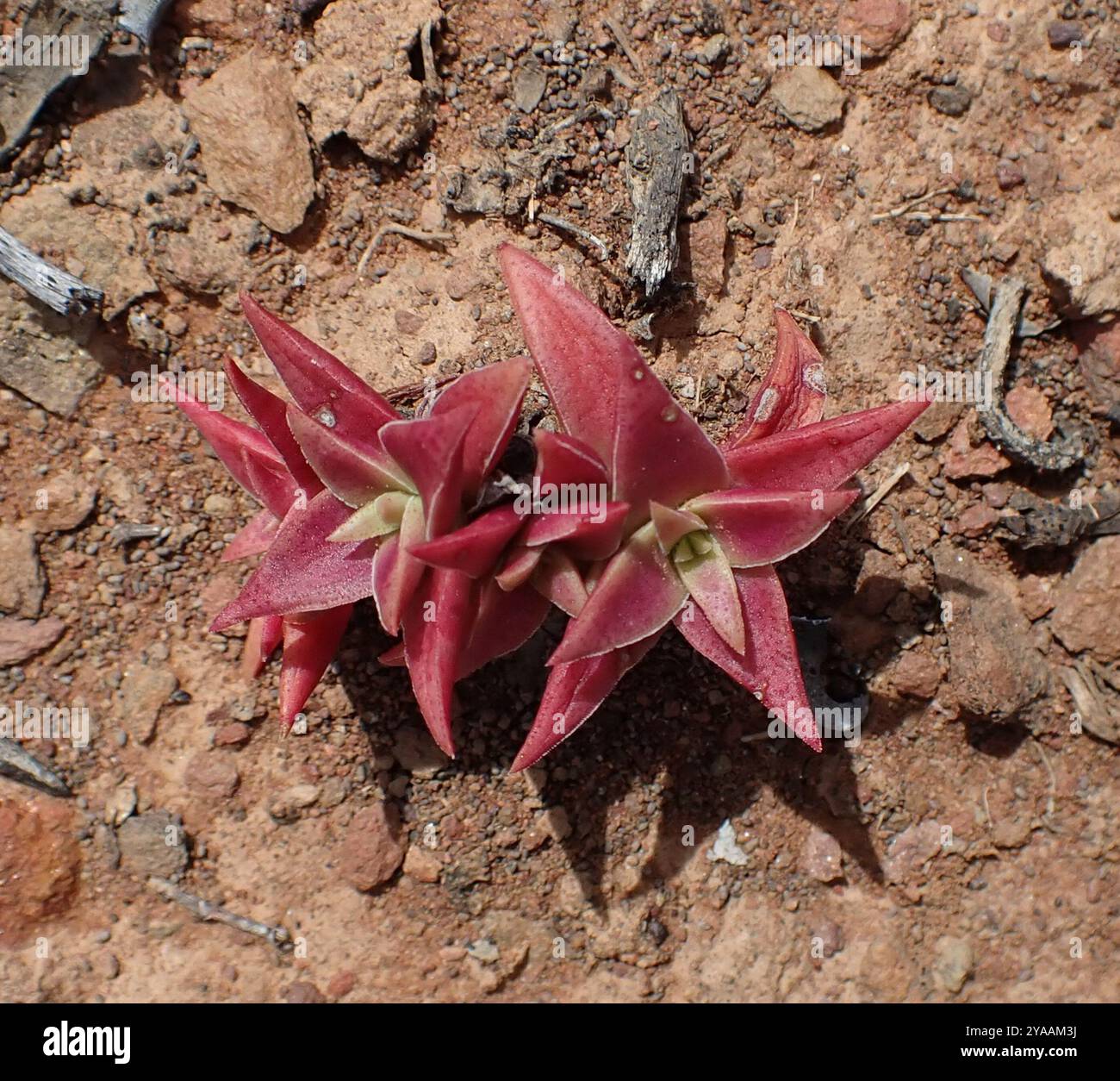 (Crassula capitella thyrsiflora) Plantae Stock Photo - Alamy