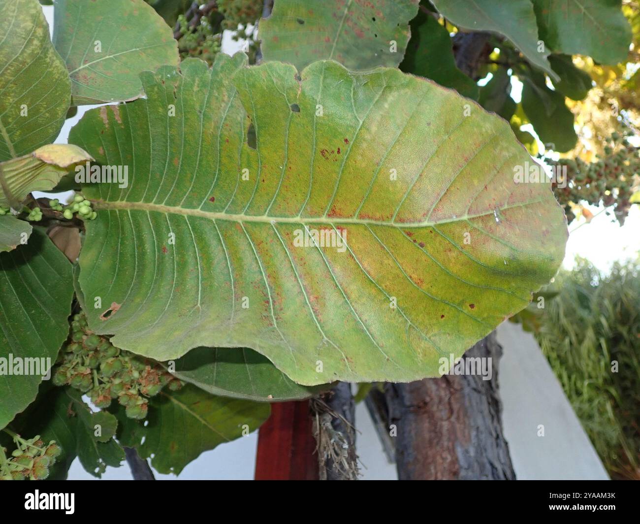 Sandpaper tree (Curatella americana) Plantae Stock Photo - Alamy
