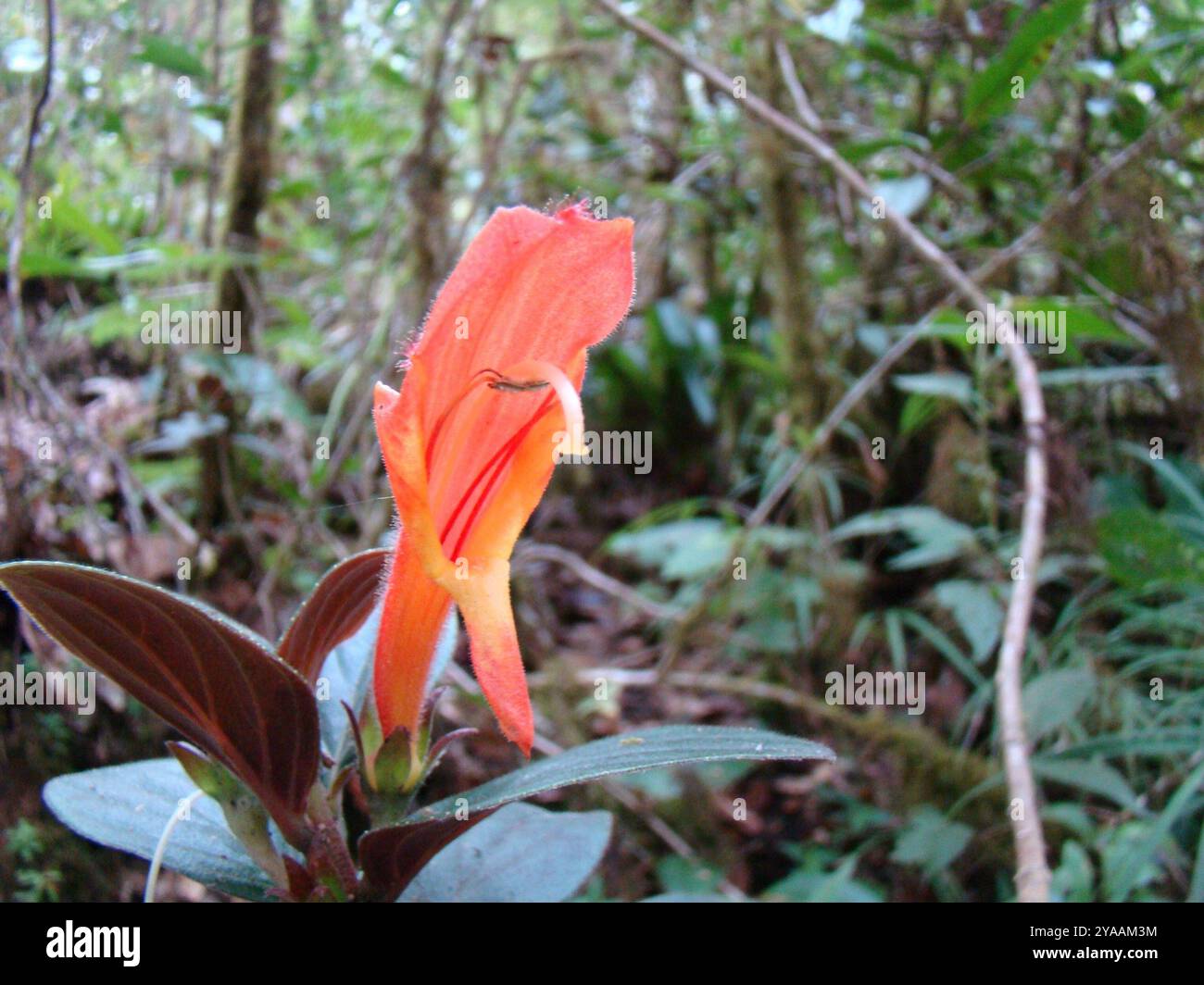 (Columnea magnifica) Plantae Stock Photo - Alamy