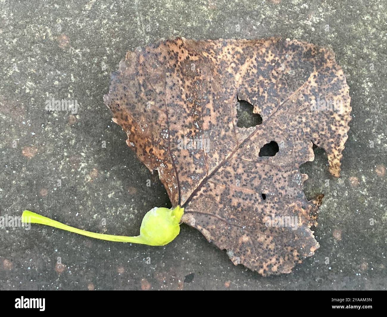Cherubic Poplar Petiole-gall Aphid (Pemphigus obesinymphae) Insecta ...