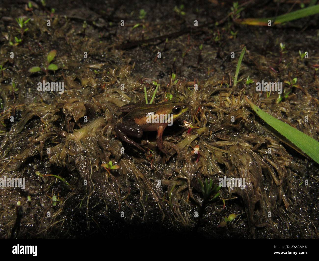 Micro Frog (Microbatrachella capensis) Amphibia Stock Photo - Alamy