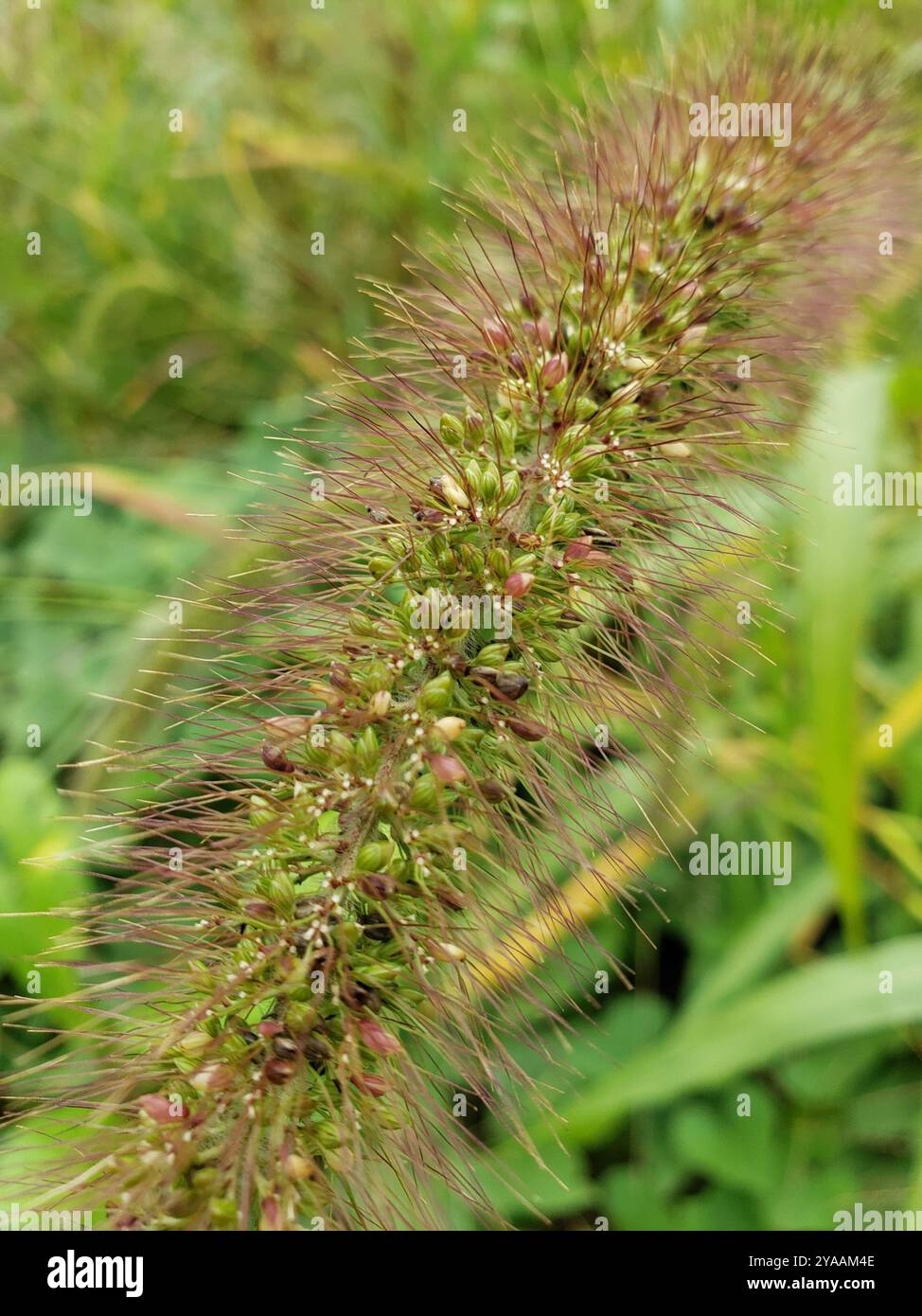 giant foxtail (Setaria faberi) Plantae Stock Photo - Alamy