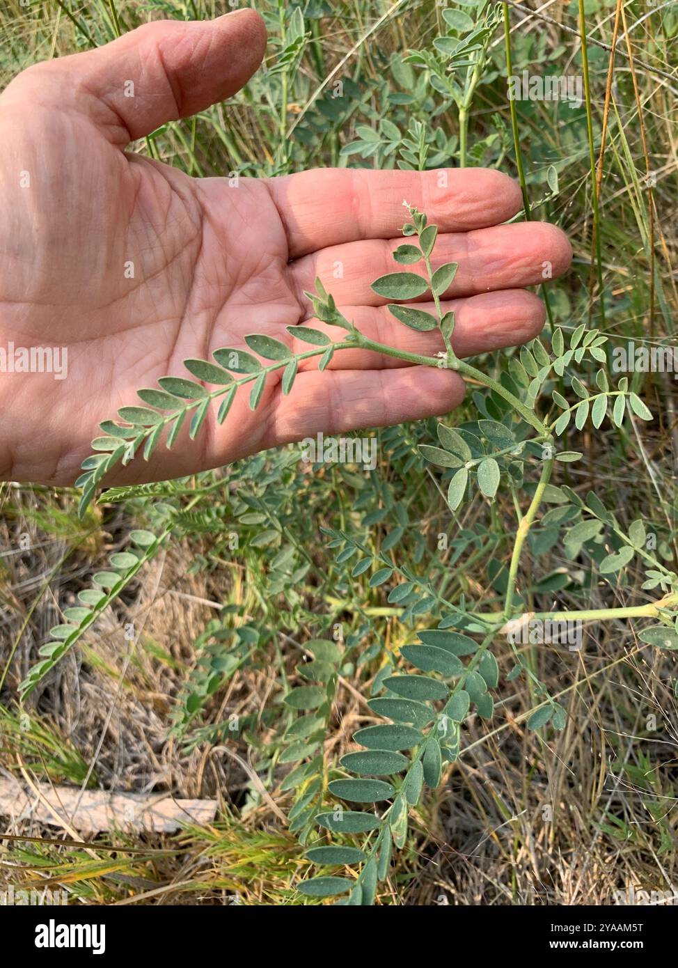 Canadian milkvetch (Astragalus canadensis) Plantae Stock Photo - Alamy