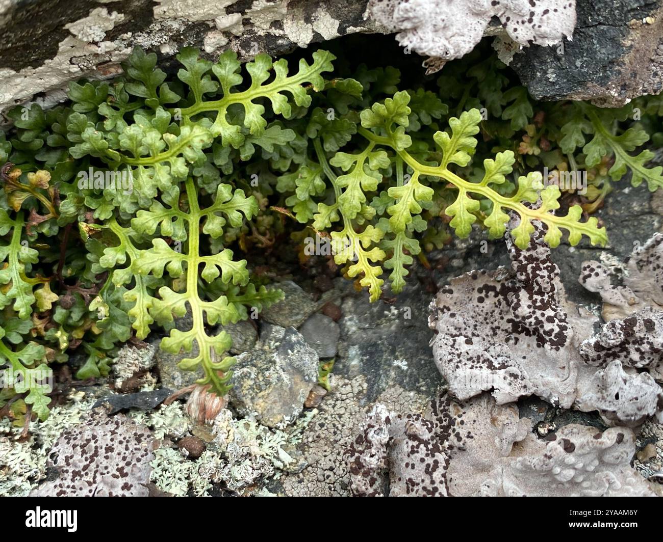 mountain spleenwort (Asplenium montanum) Plantae Stock Photo - Alamy