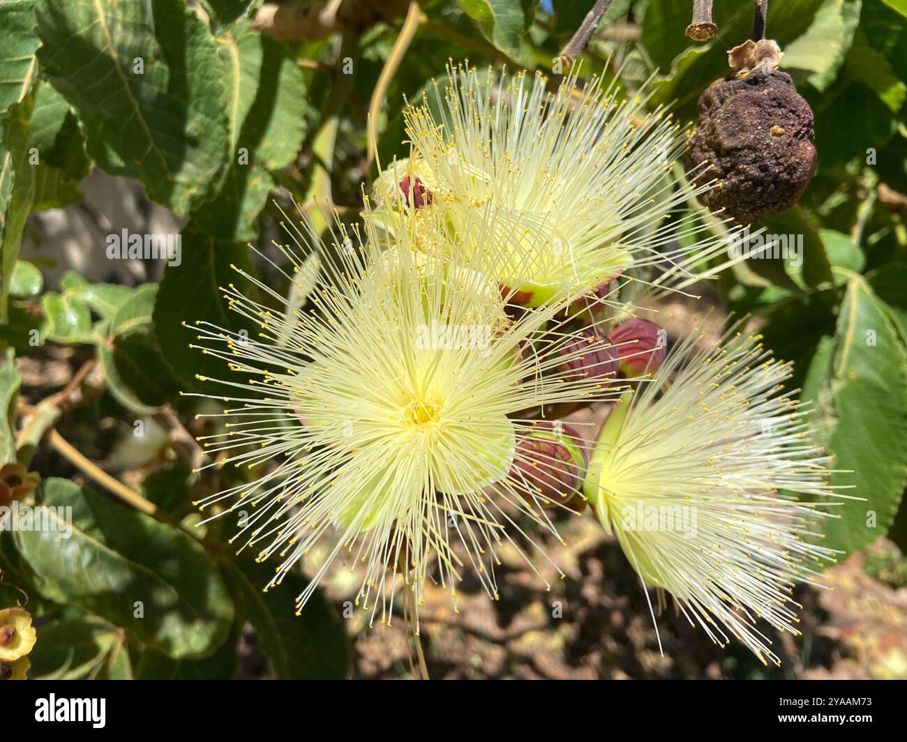 Pekea nut hi-res stock photography and images - Alamy