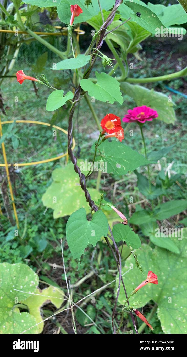 red morning glory (Ipomoea coccinea) Plantae Stock Photo - Alamy