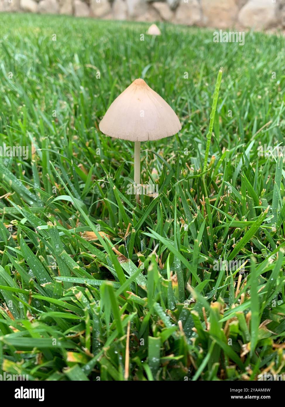 milky conecap (Conocybe apala) Fungi Stock Photo - Alamy