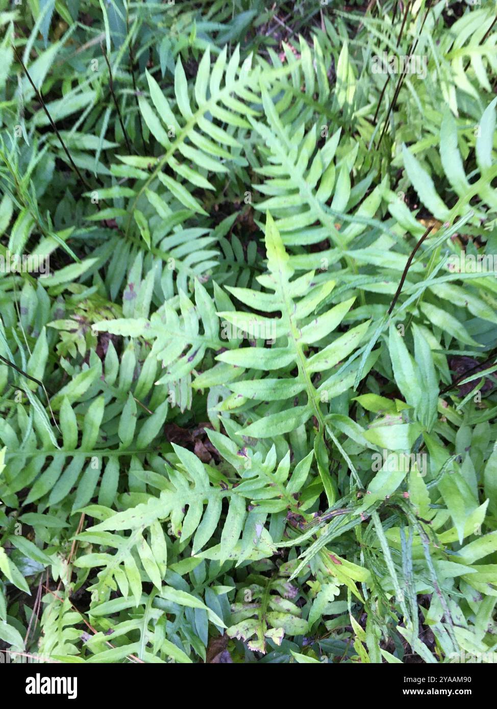netted chain fern (Woodwardia areolata) Plantae Stock Photo - Alamy