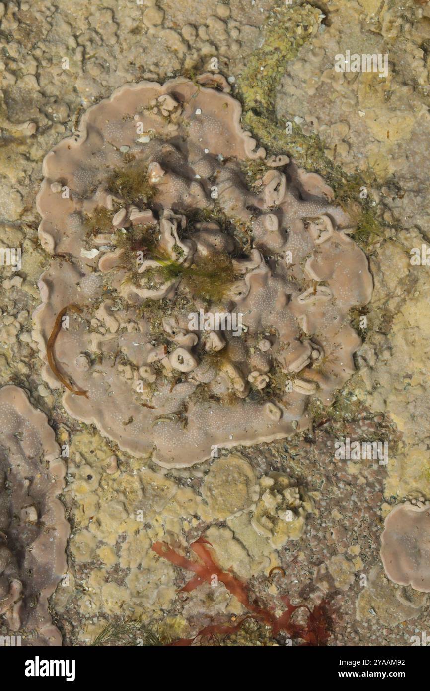 Crustose coralline algae (Lithothamnion) Plantae Stock Photo - Alamy