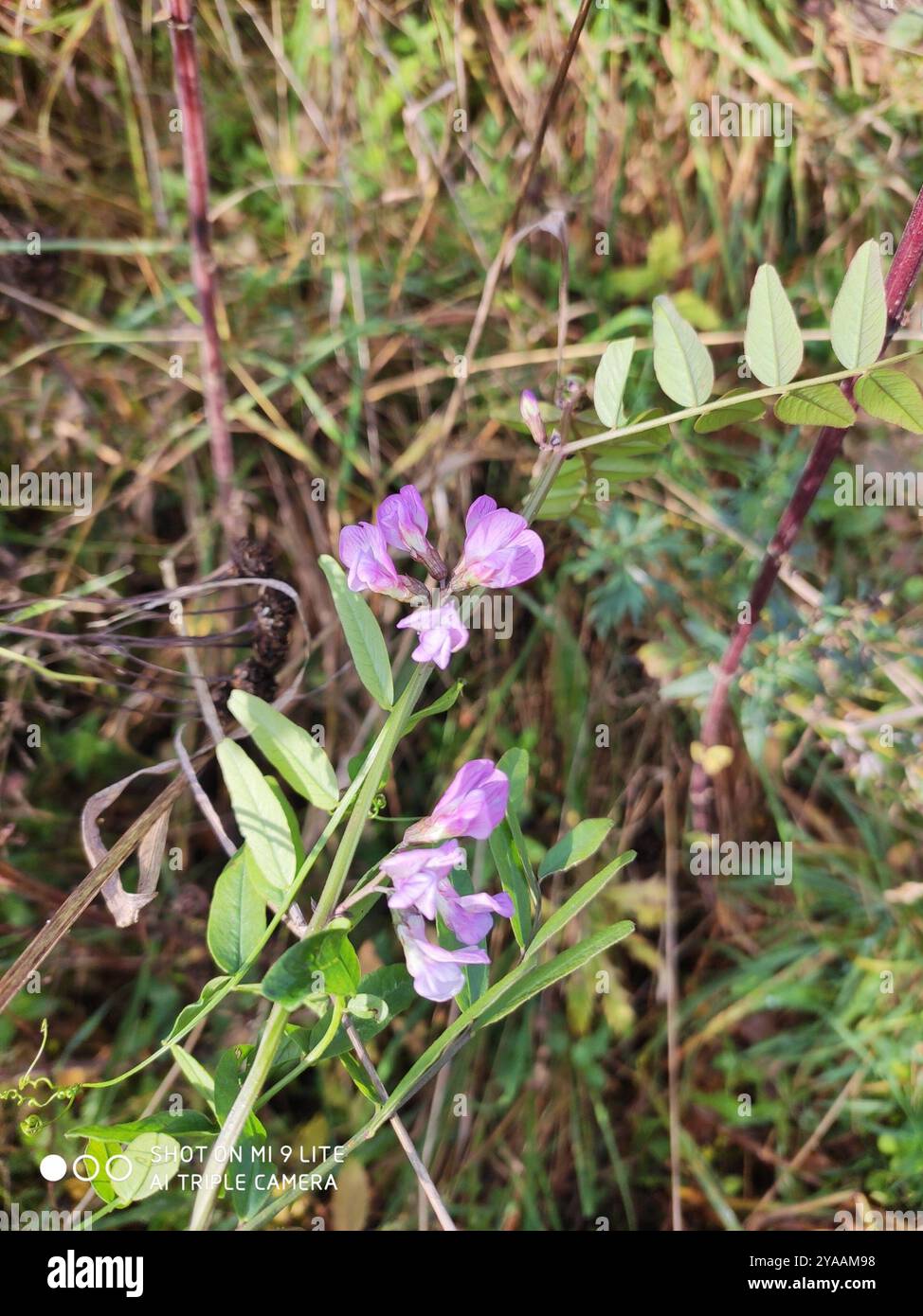 Bush Vetch (Vicia sepium) Plantae Stock Photo - Alamy