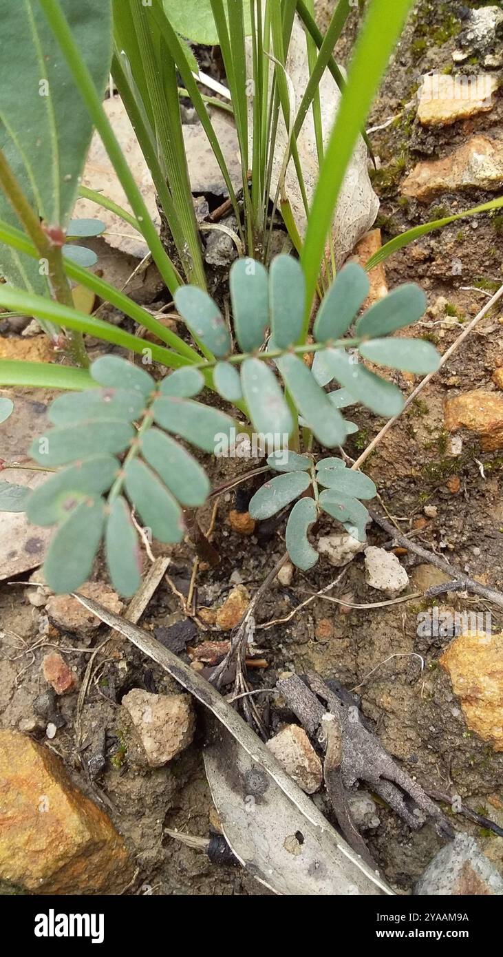 Myrtle Wattle (Acacia myrtifolia) Plantae Stock Photo - Alamy