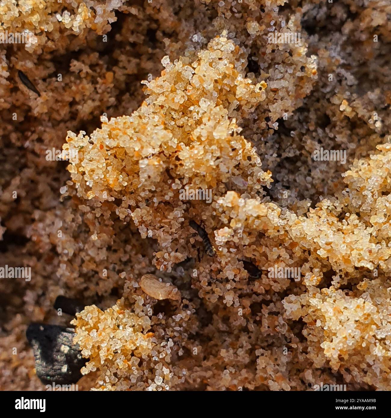 Spiny-legged Rove Beetles (Oxytelinae) Insecta Stock Photo - Alamy