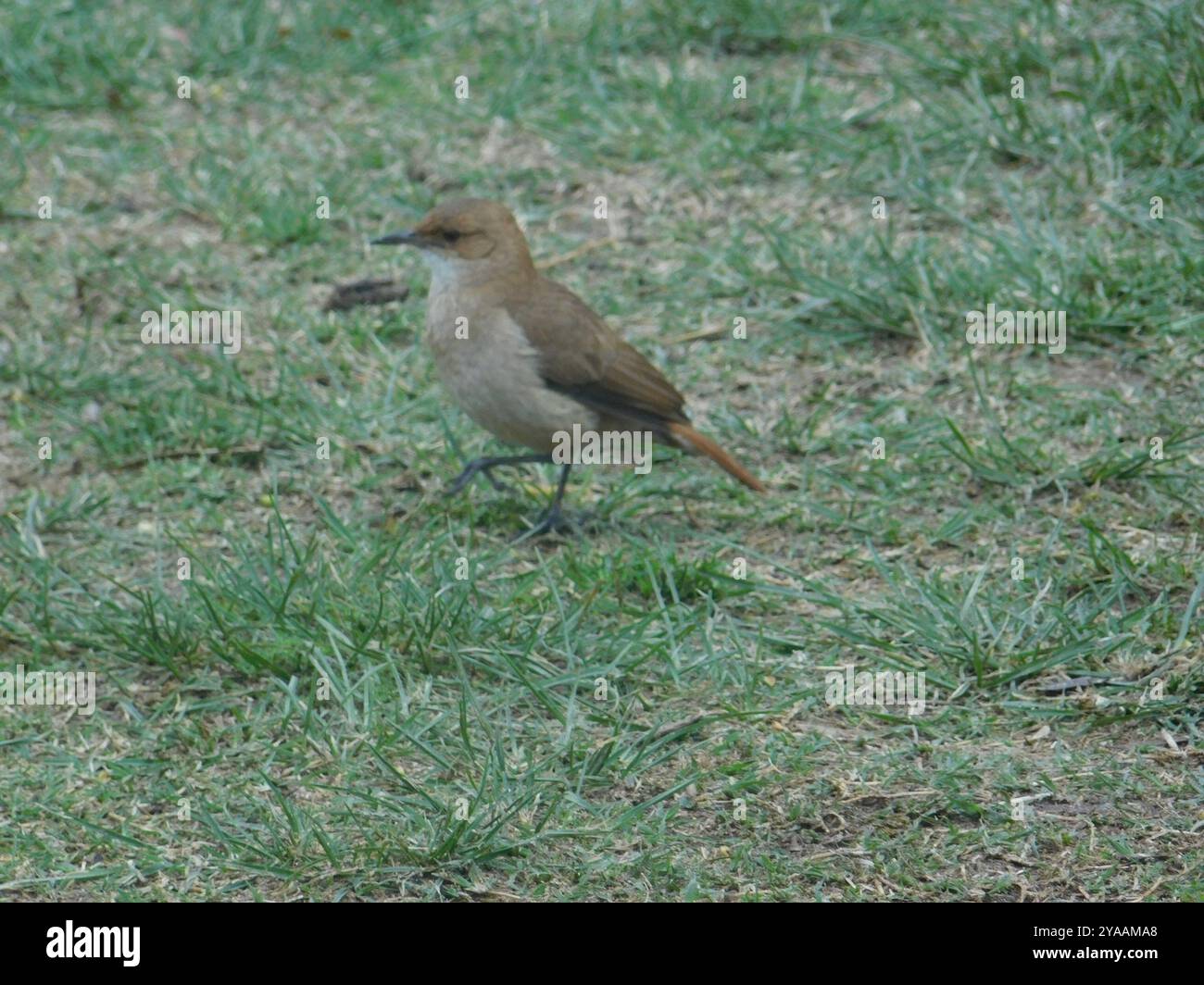 Rufous Hornero (Furnarius rufus) Aves Stock Photo - Alamy