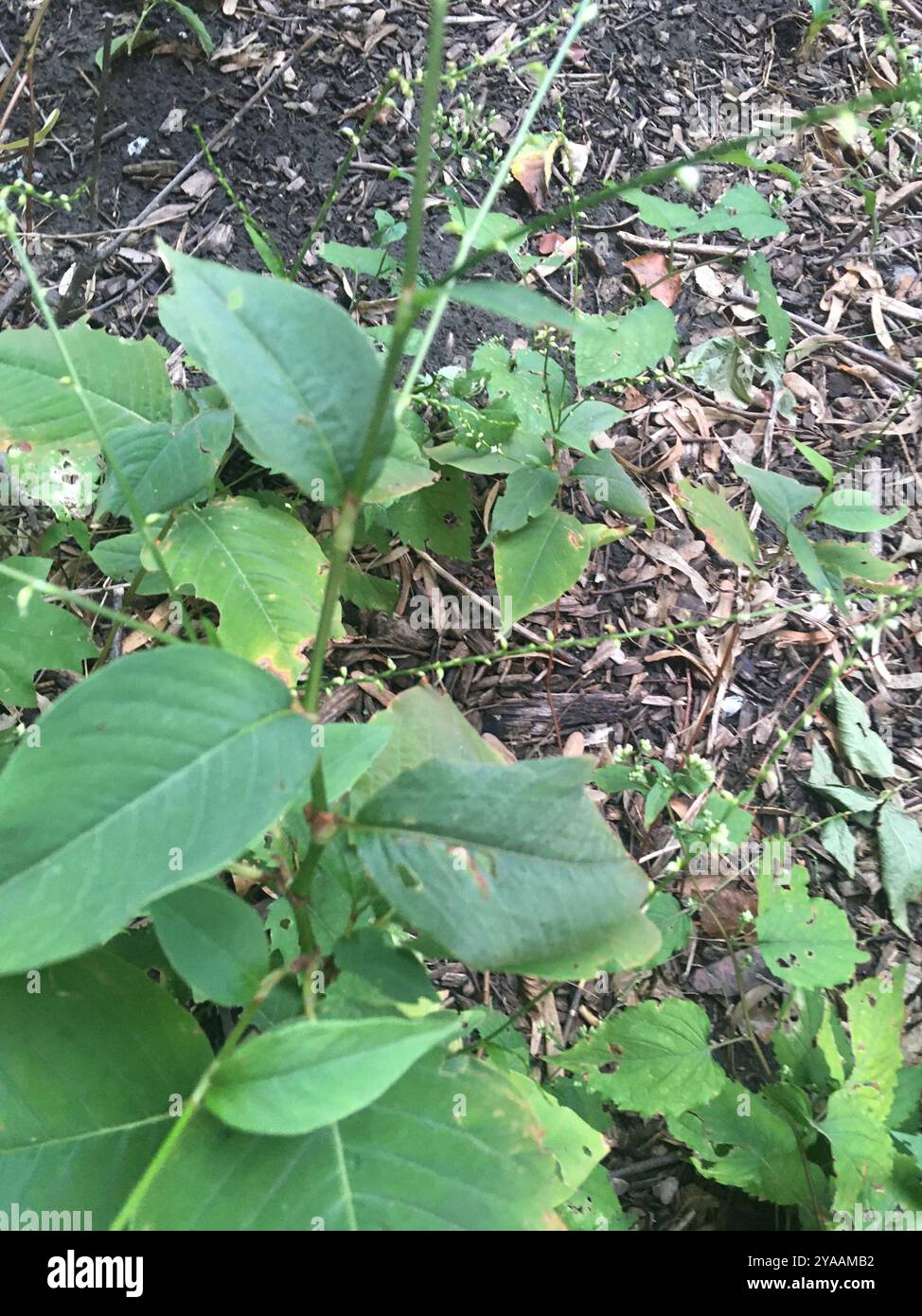 American jumpseed (Persicaria virginiana) Plantae Stock Photo - Alamy