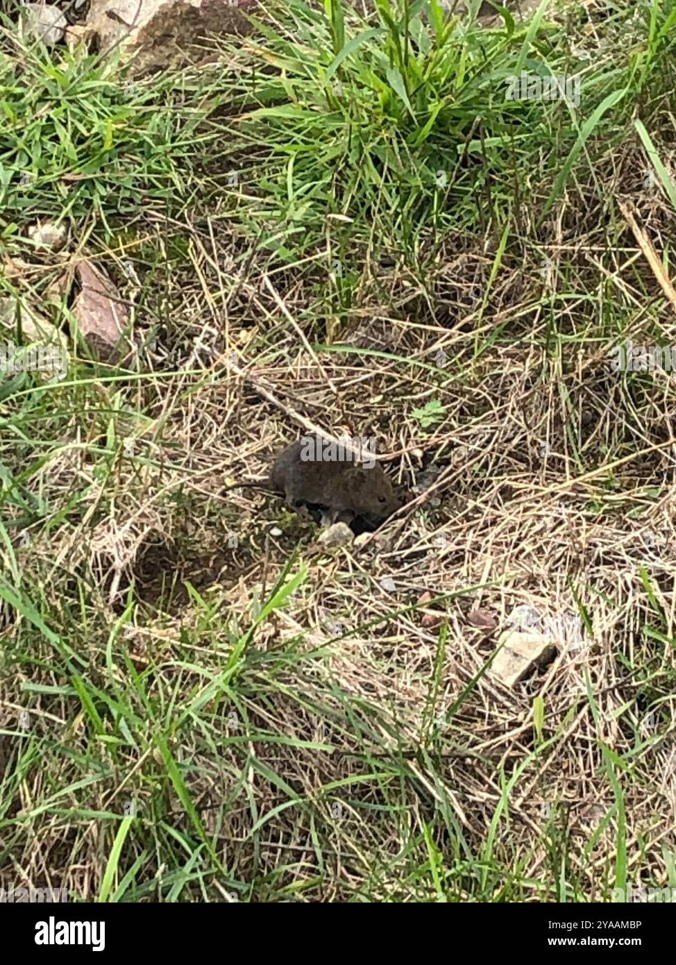 Meadow Vole (Microtus pennsylvanicus) Mammalia Stock Photo - Alamy